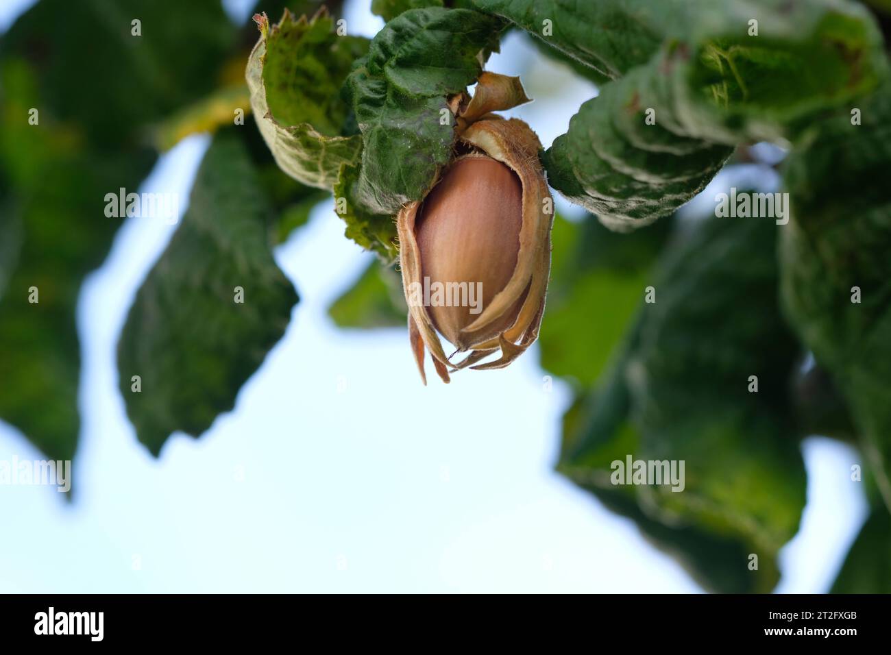 Herbst. Die Haselnuss wird reif, sie ist vollgepackt mit wertvollen ...