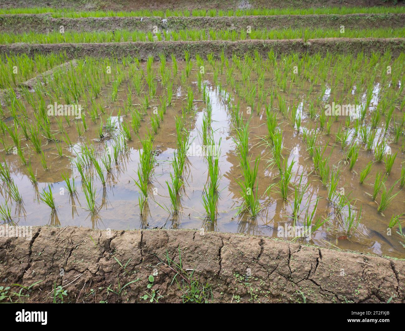 Upland rice hi-res stock photography and images - Alamy
