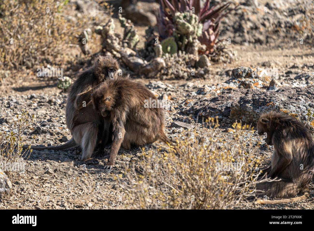 A small troop of Gelada baboons (Theropithecus gelada) grooming Stock ...
