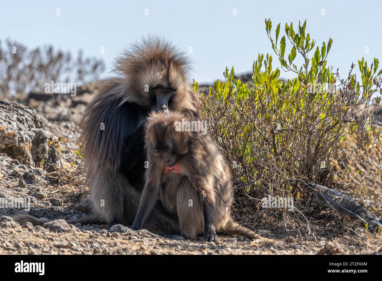 A small troop of Gelada baboons (Theropithecus gelada) grooming Stock ...