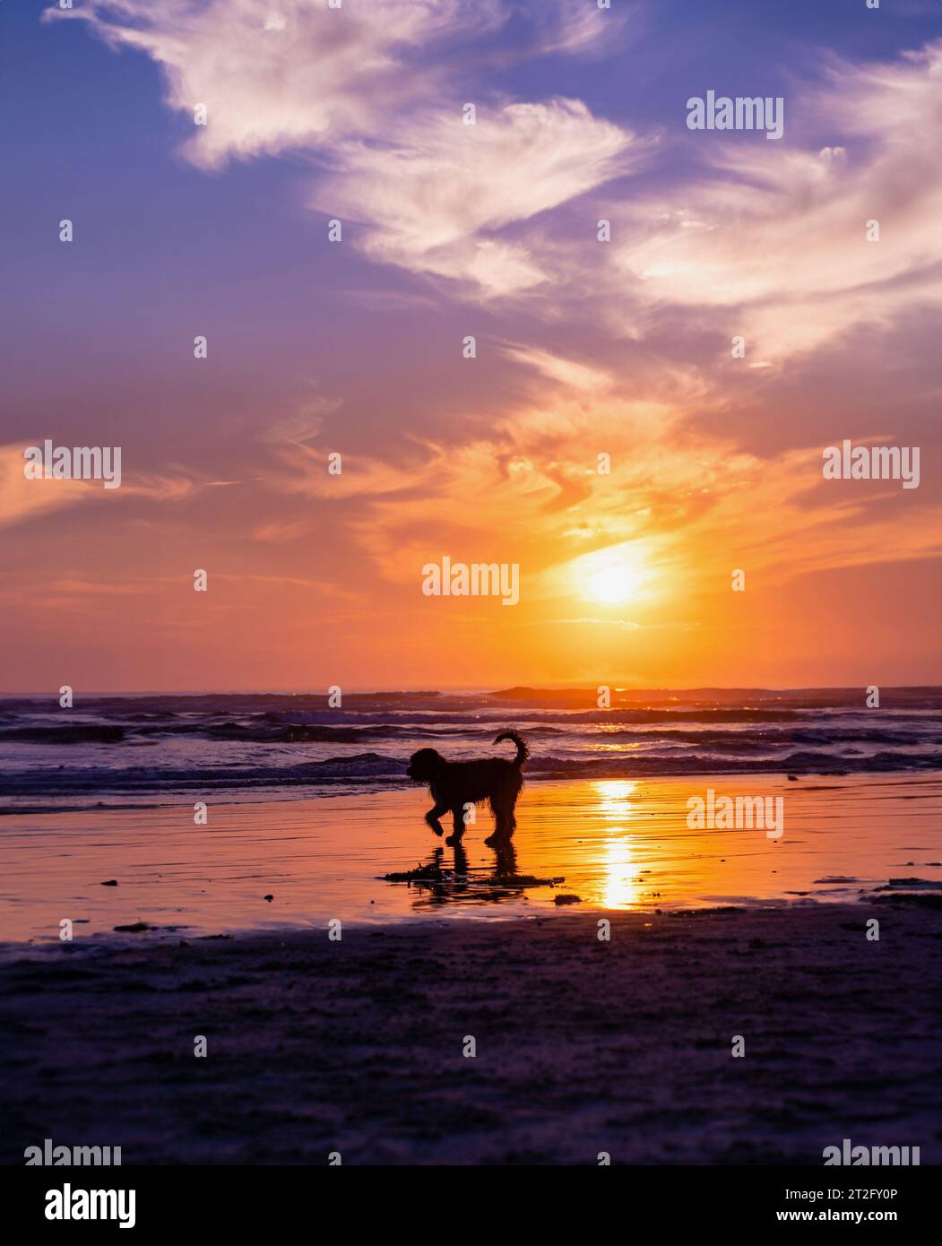 Sunset ocean dog hi-res stock photography and images - Alamy