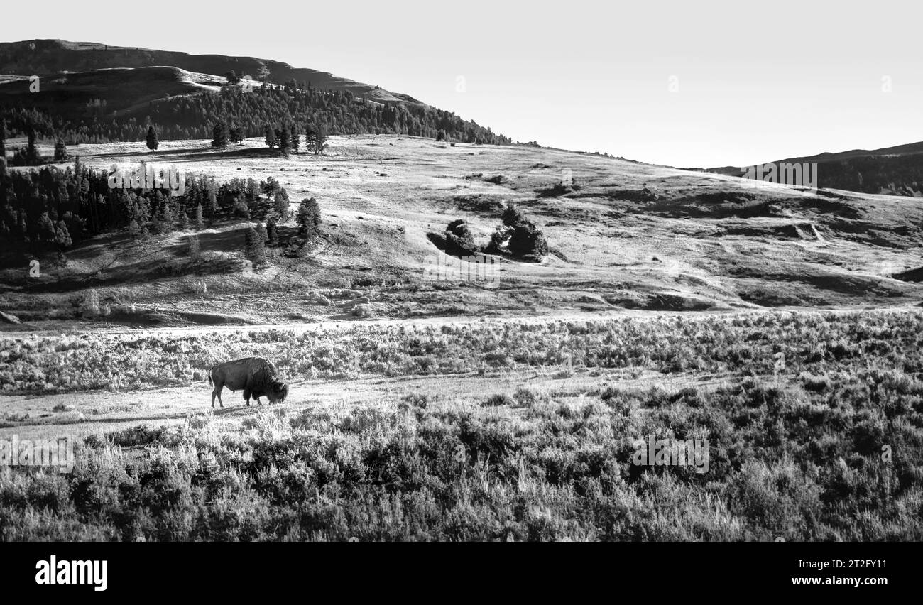 lone bison grazing in the grasslands of Yellowstone national park in ...