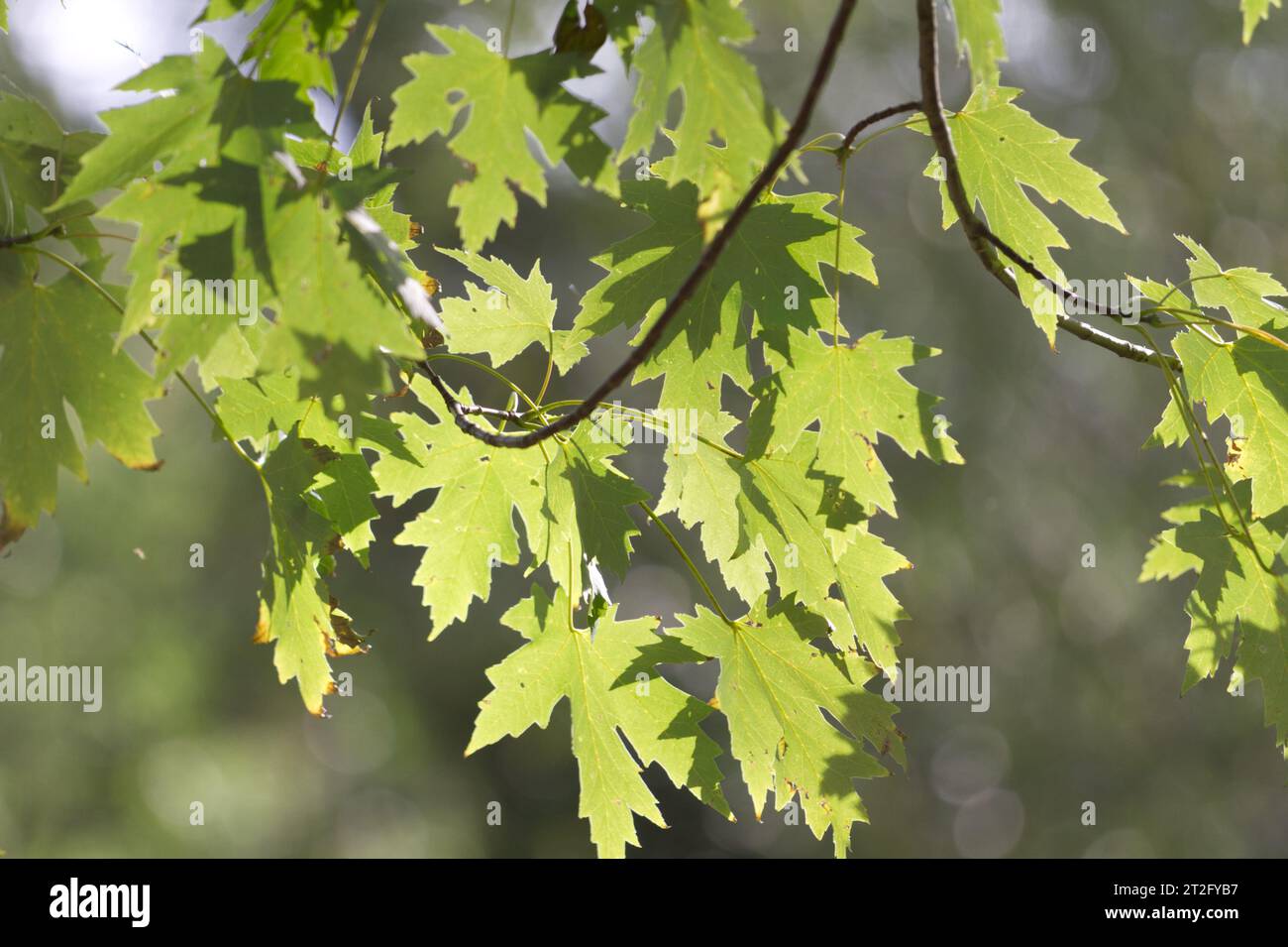Leaves of an acer tree backlit by sunlight Stock Photo - Alamy