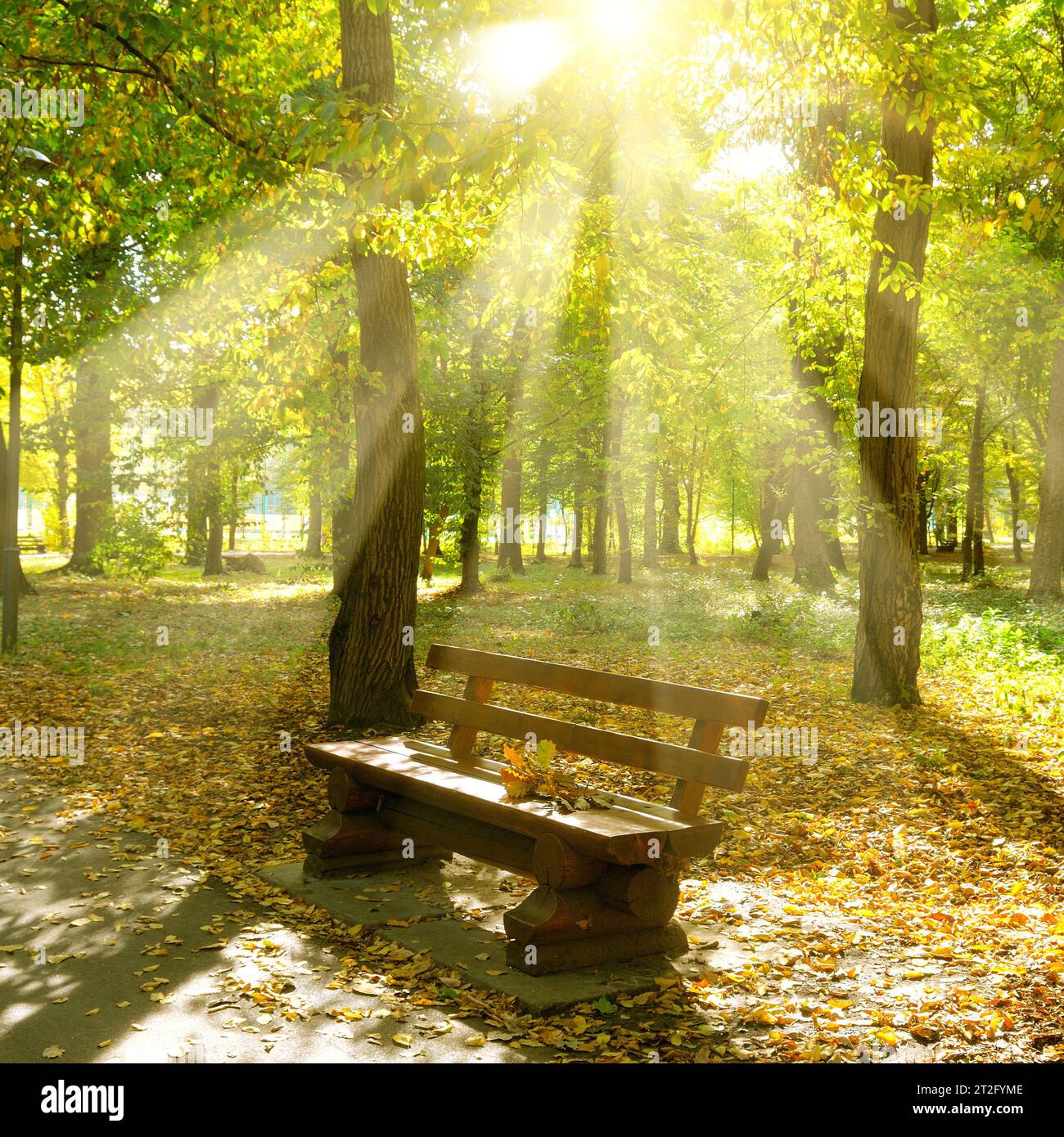 Beautiful autumn park with paths and bench. The sun rays illuminate ...