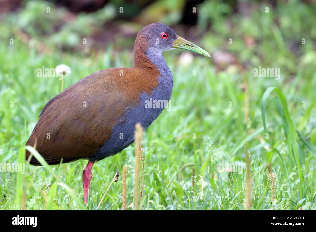 Aramids hi-res stock photography and images - Alamy