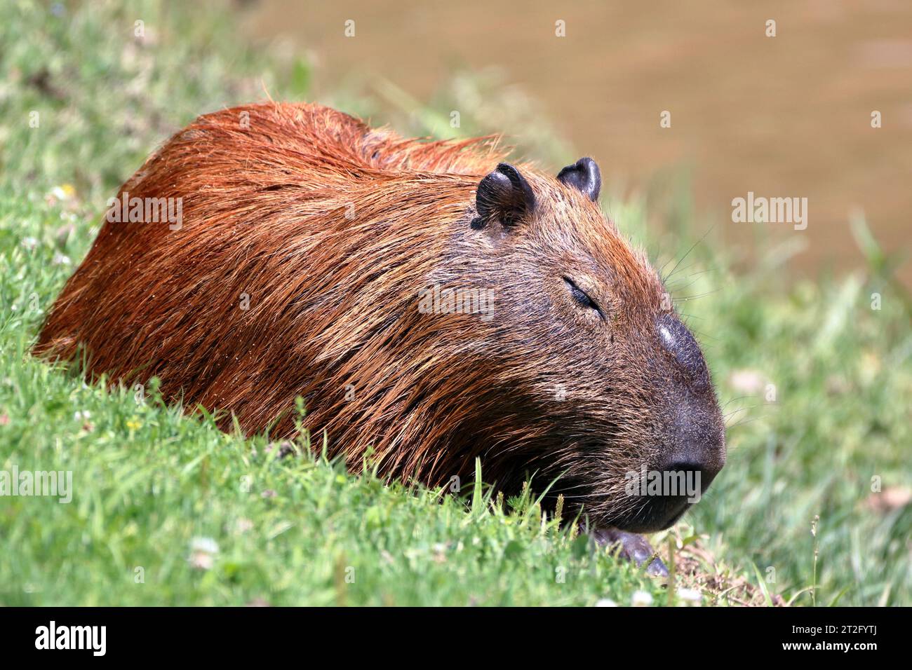 Capybara vector hi-res stock photography and images - Alamy