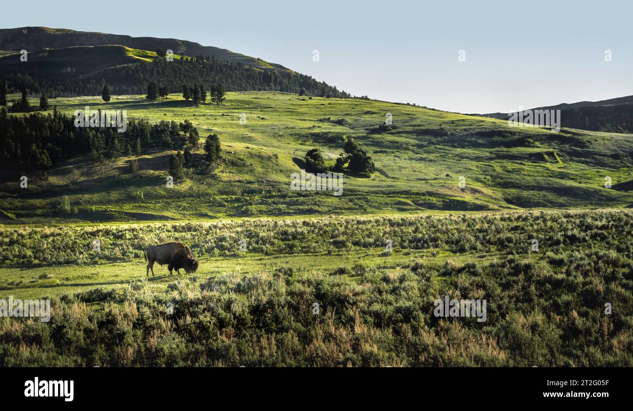 bison grazing in the grasslands of Yellowstone national park Stock ...