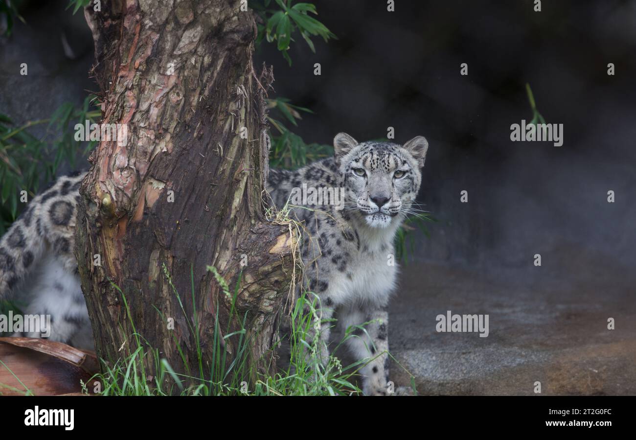 Snow leopard staring at the camera Stock Photo - Alamy