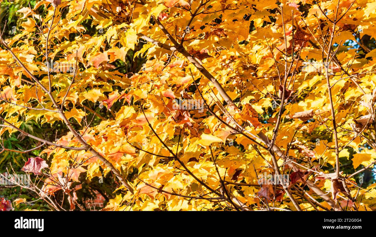 Golden sunshine leaves hi-res stock photography and images - Alamy
