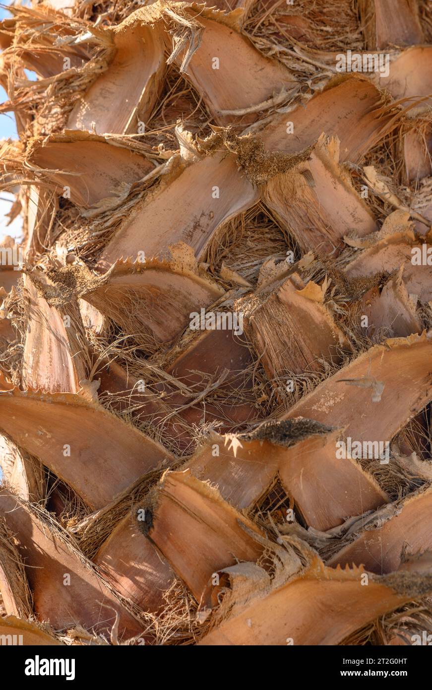 coconut tree trunk as background Stock Photo - Alamy