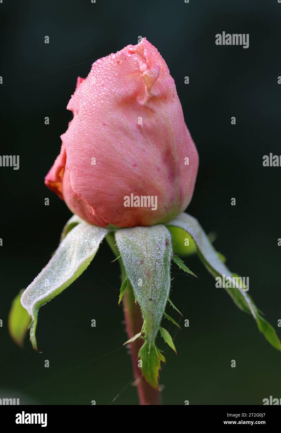 Natur 18.10.2023, Ostramondra, Knospe einer rosafarbenen Rose Rosa ...