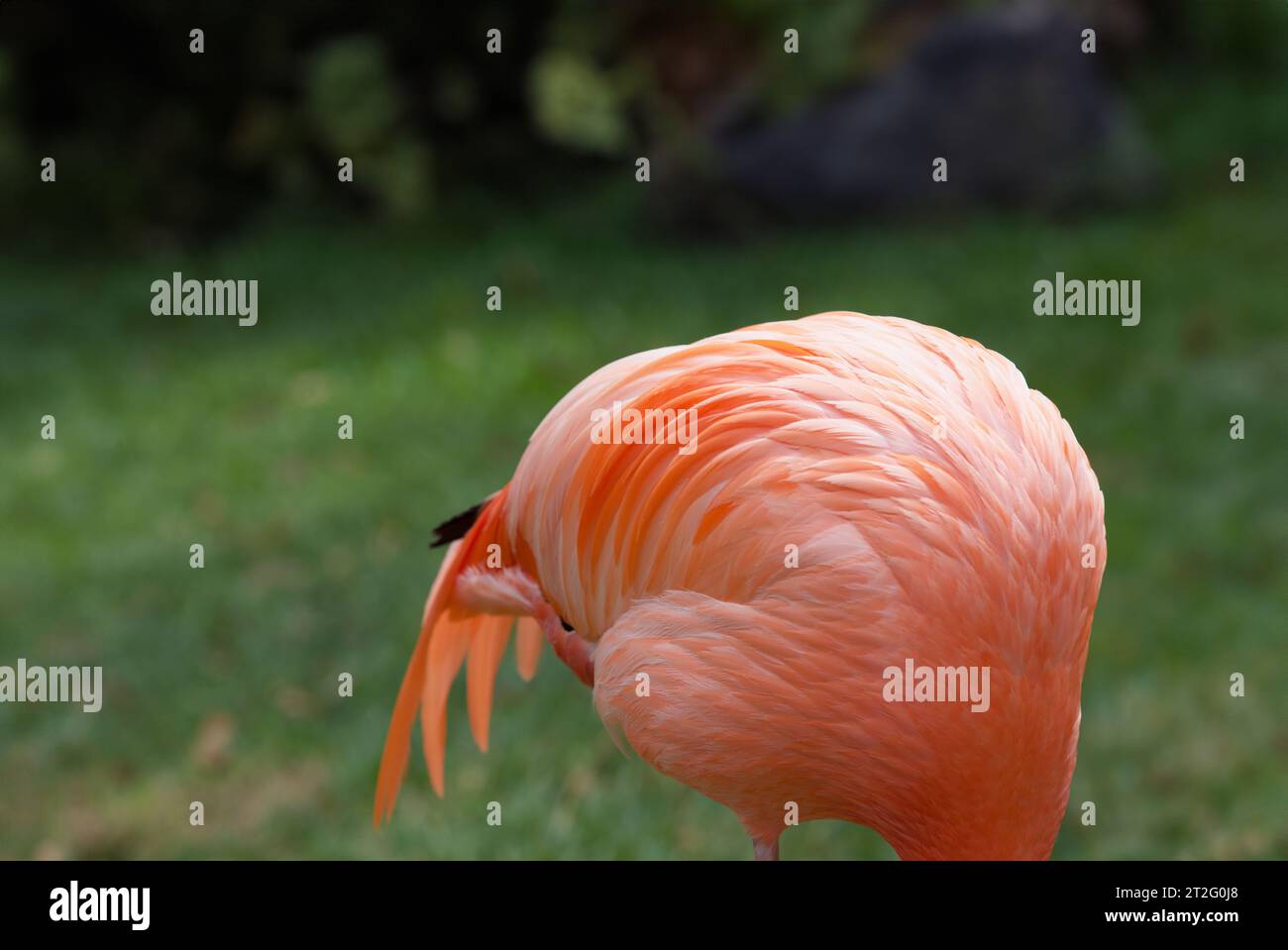 Sneaky wildlife hi-res stock photography and images - Alamy