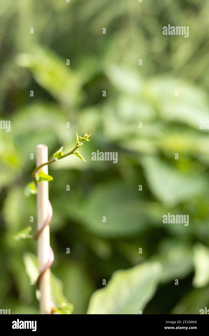 The tip of a vine of Basella alba 'rubra' - malabar spinach plant on a ...