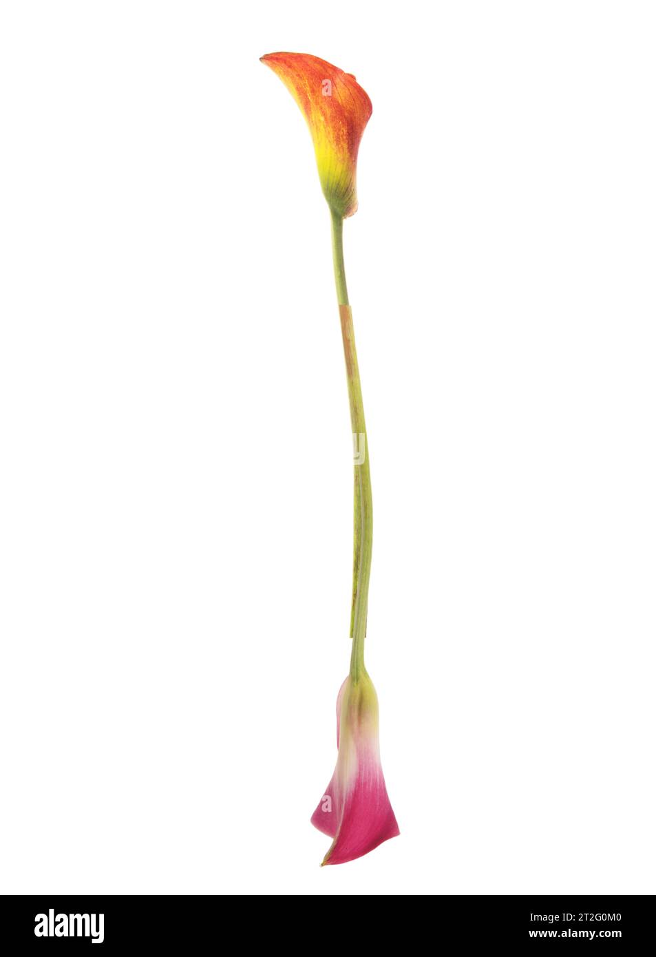 Colorful number 1 composed employing calla lilies of yellow, red, pink ...