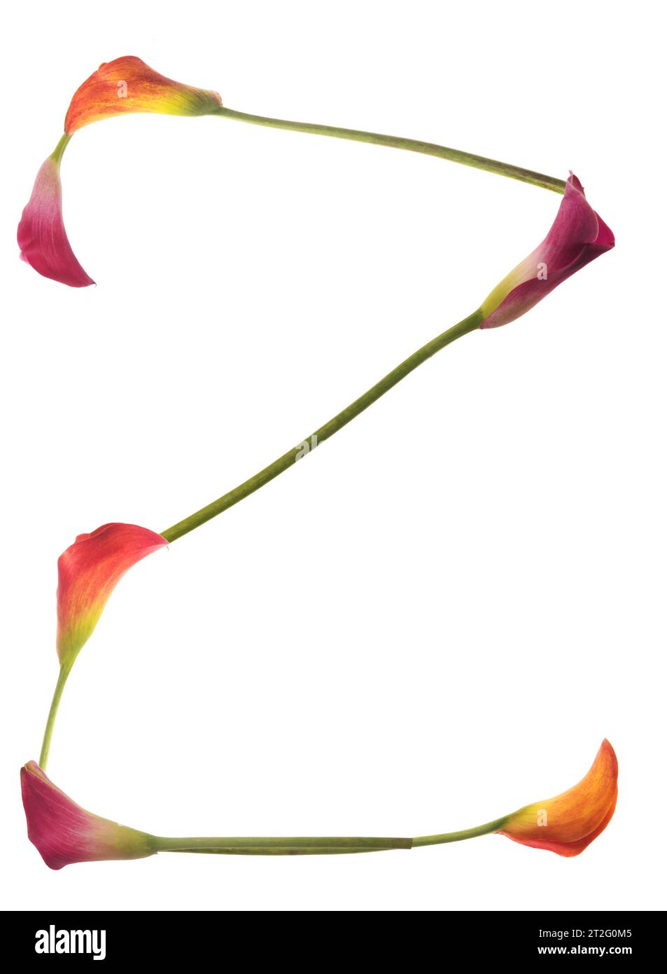 Colorful number 2 composed employing calla lilies of yellow, red, pink ...