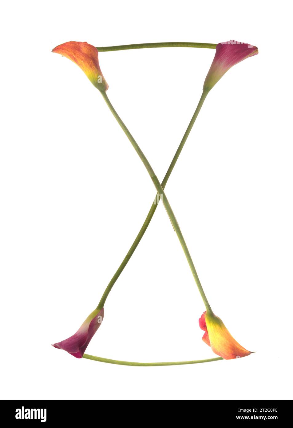 Colorful number 8 composed employing calla lilies of yellow, red, pink ...