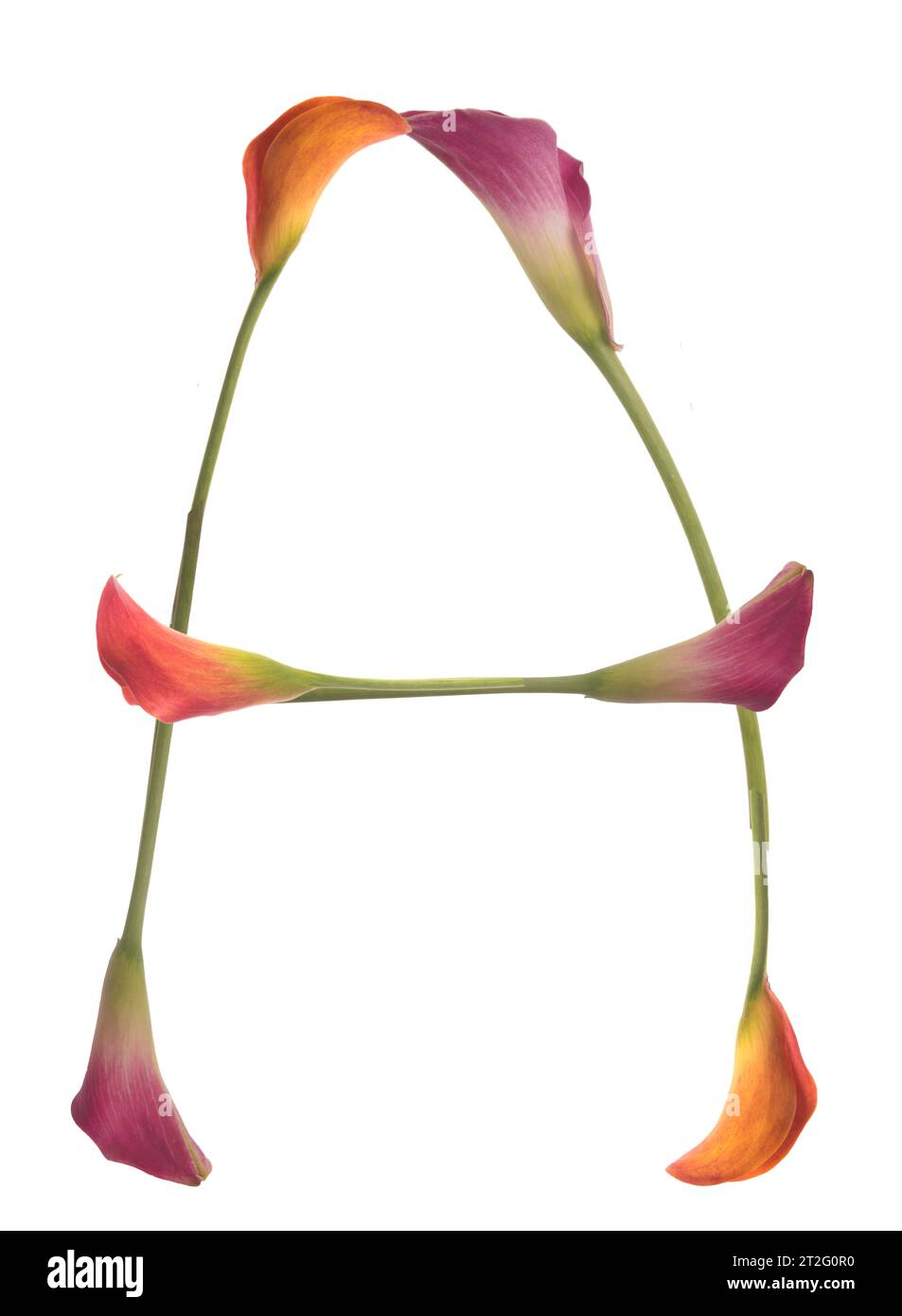 Colorful letter A composed employing calla lilies of yellow, red, pink ...