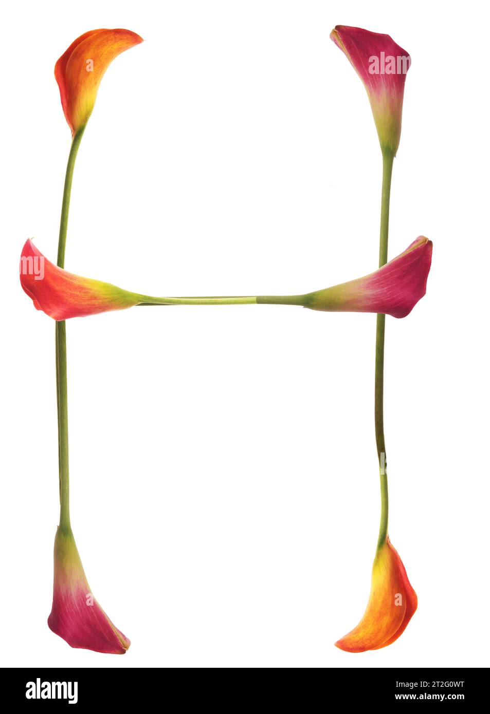 Colorful letter H composed employing calla lilies of yellow, red, pink ...