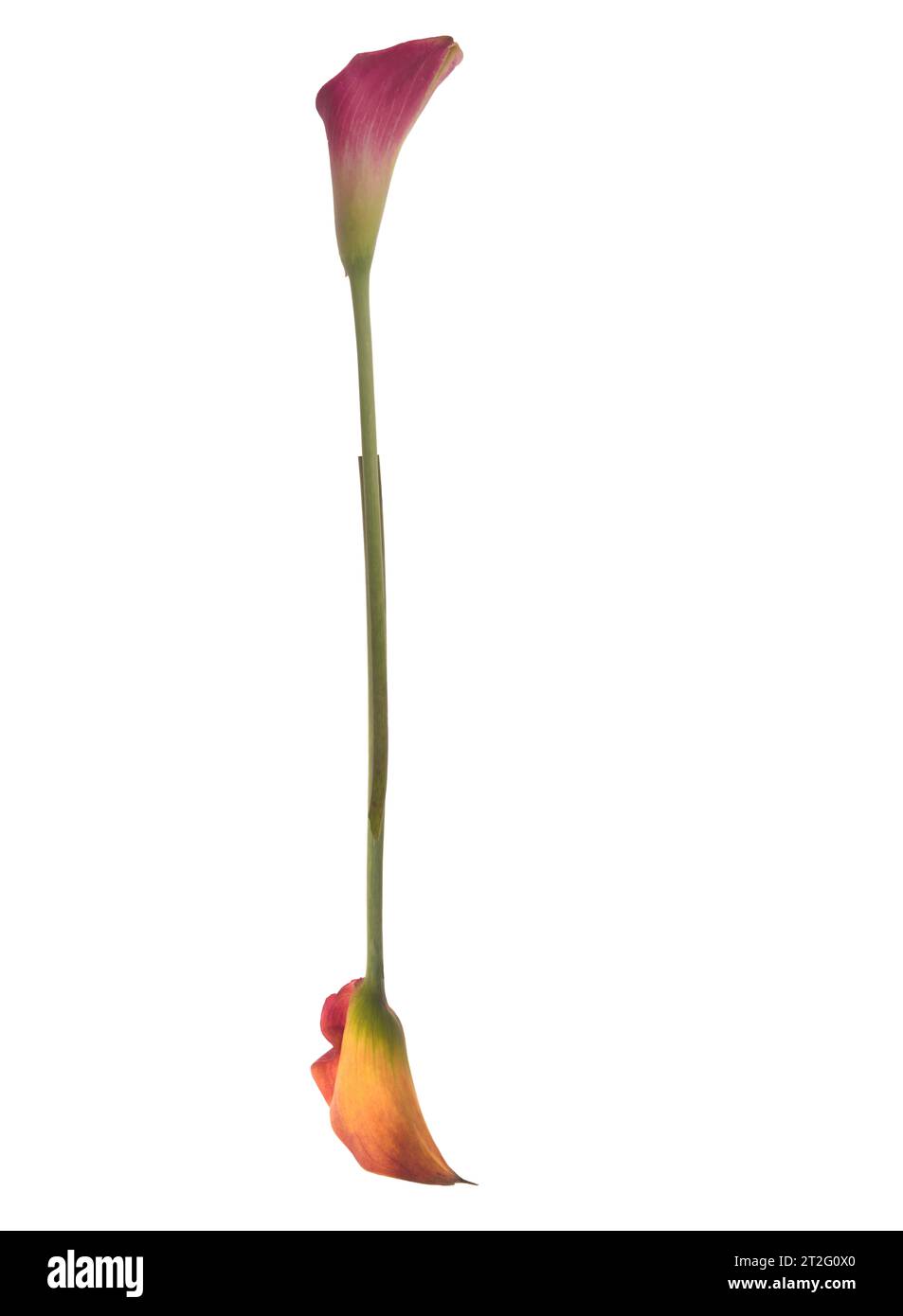 Colorful letter I composed employing calla lilies of yellow, red, pink ...