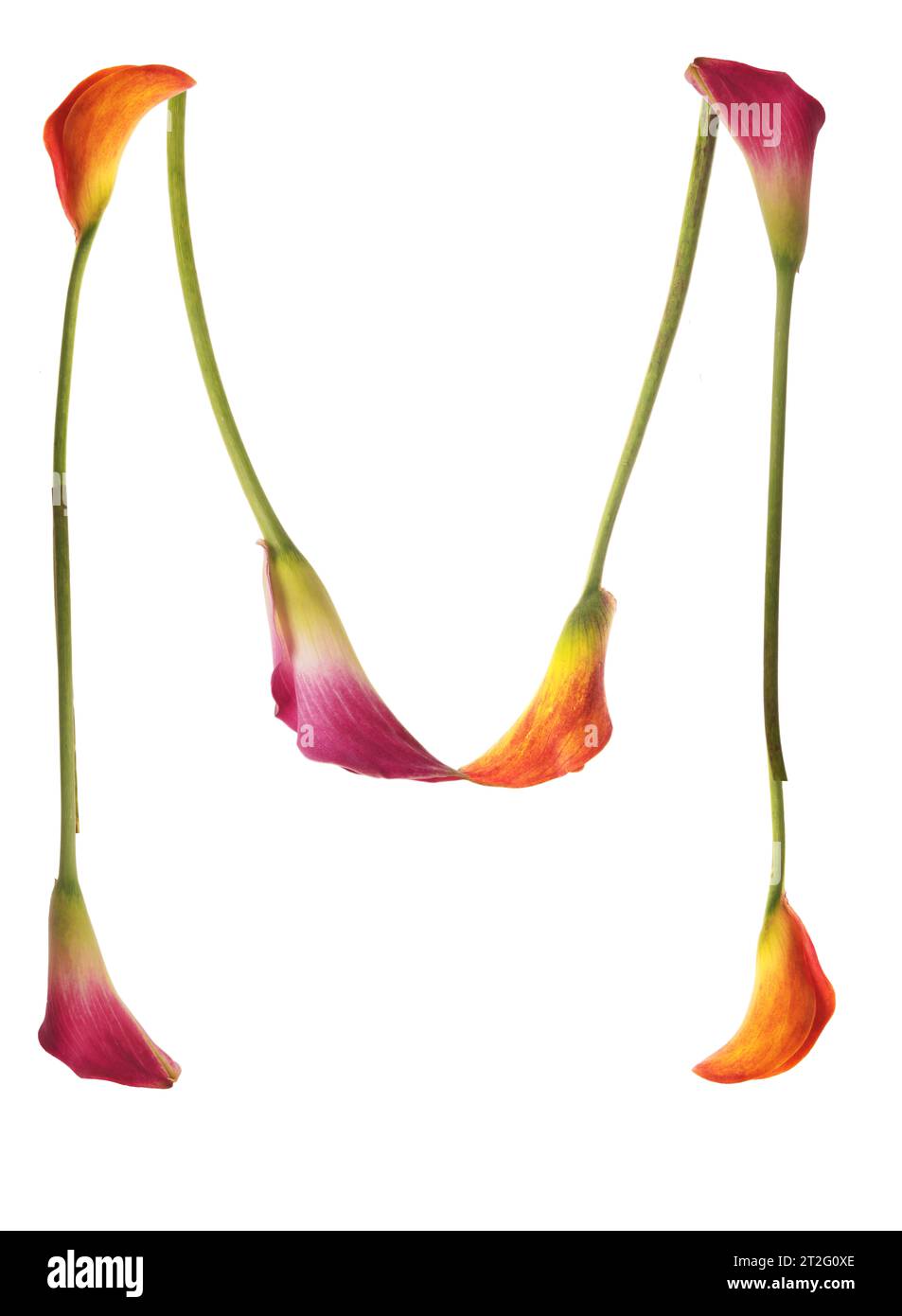 Colorful letter M composed employing calla lilies of yellow, red, pink ...