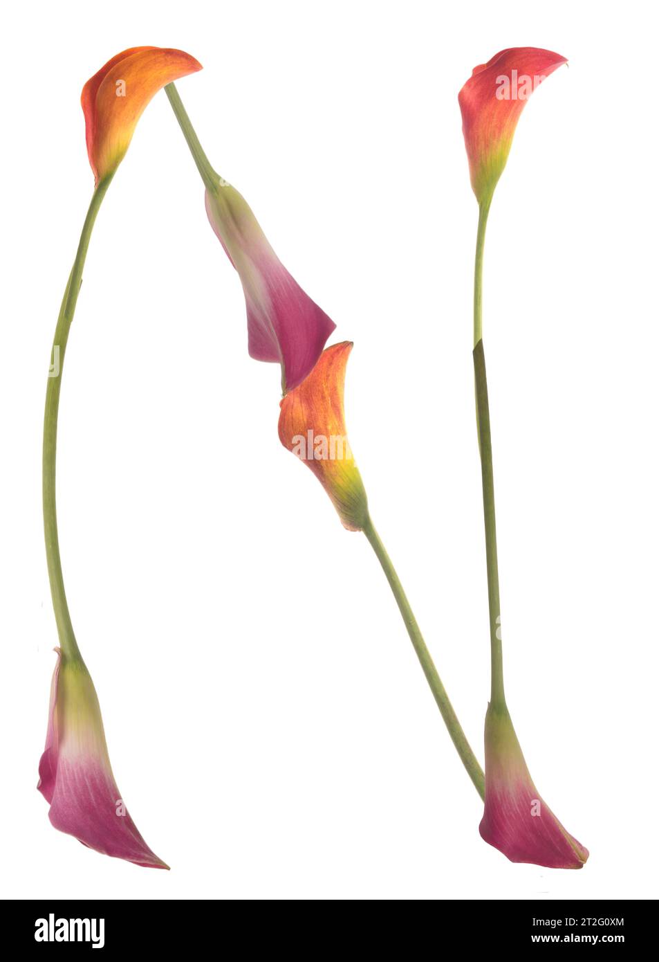 Colorful letter N composed employing calla lilies of yellow, red, pink ...