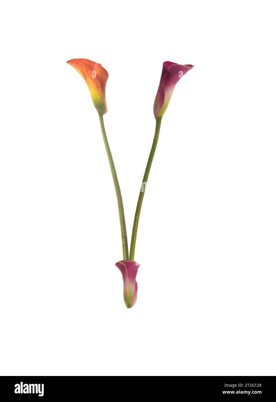 Colorful letter V composed employing calla lilies of yellow, red, pink ...