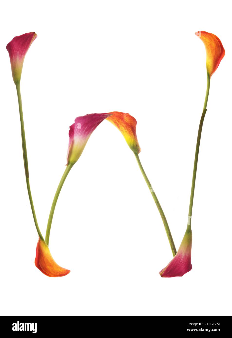 Colorful letter W composed employing calla lilies of yellow, red, pink ...