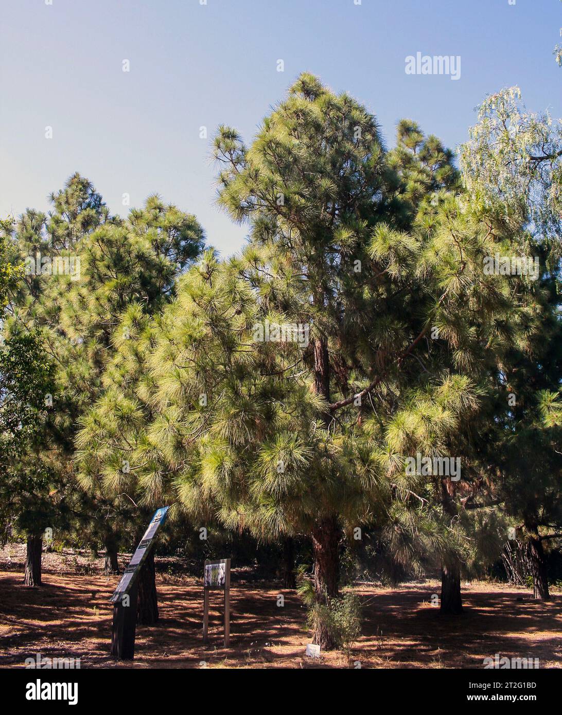 Pino canario canario pino pinus canariensis hi-res stock photography ...