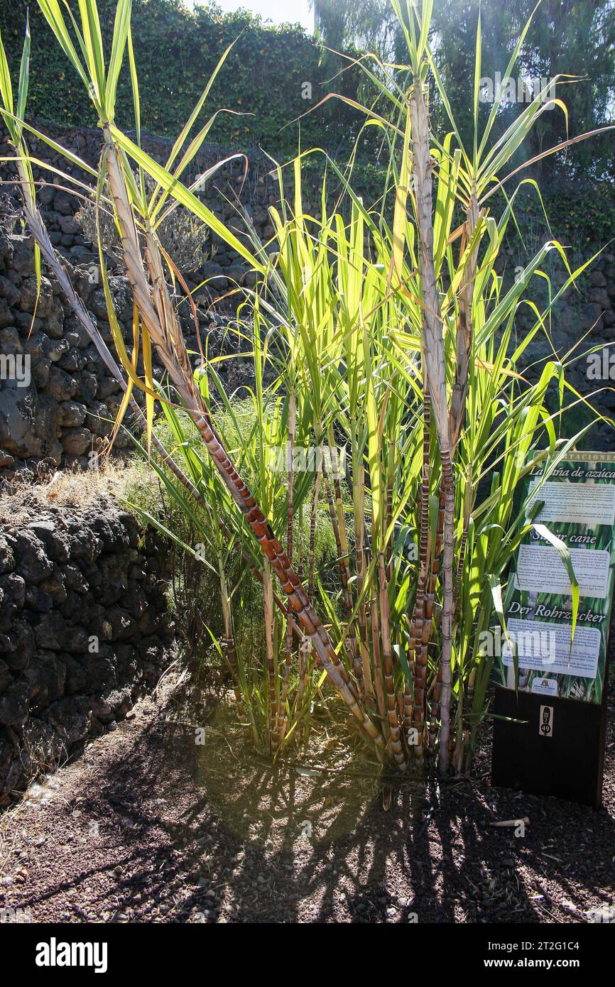 Güímar, Tenerife, Comunidad Autonoma des Canarias, Spain. Güímar ...