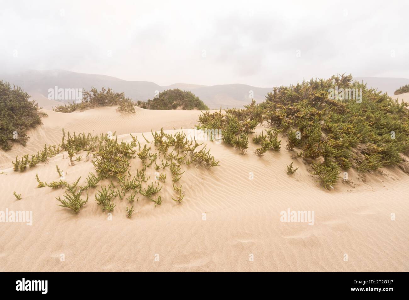 Sand dunes on Famara beach during a foggy day Stock Photo - Alamy
