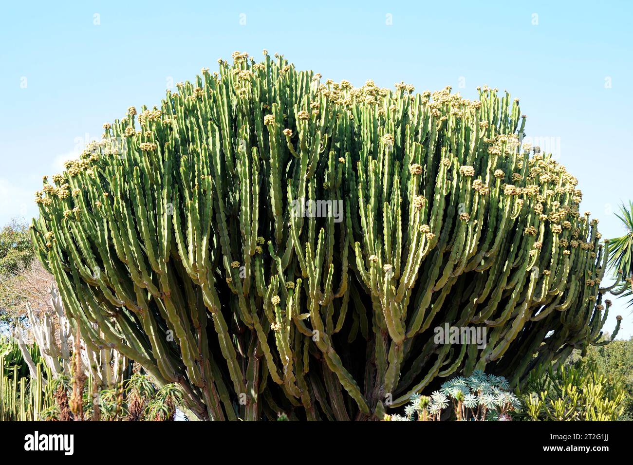 Candelabra tree (Euphorbia candelabrum) is a succulent plant native to ...