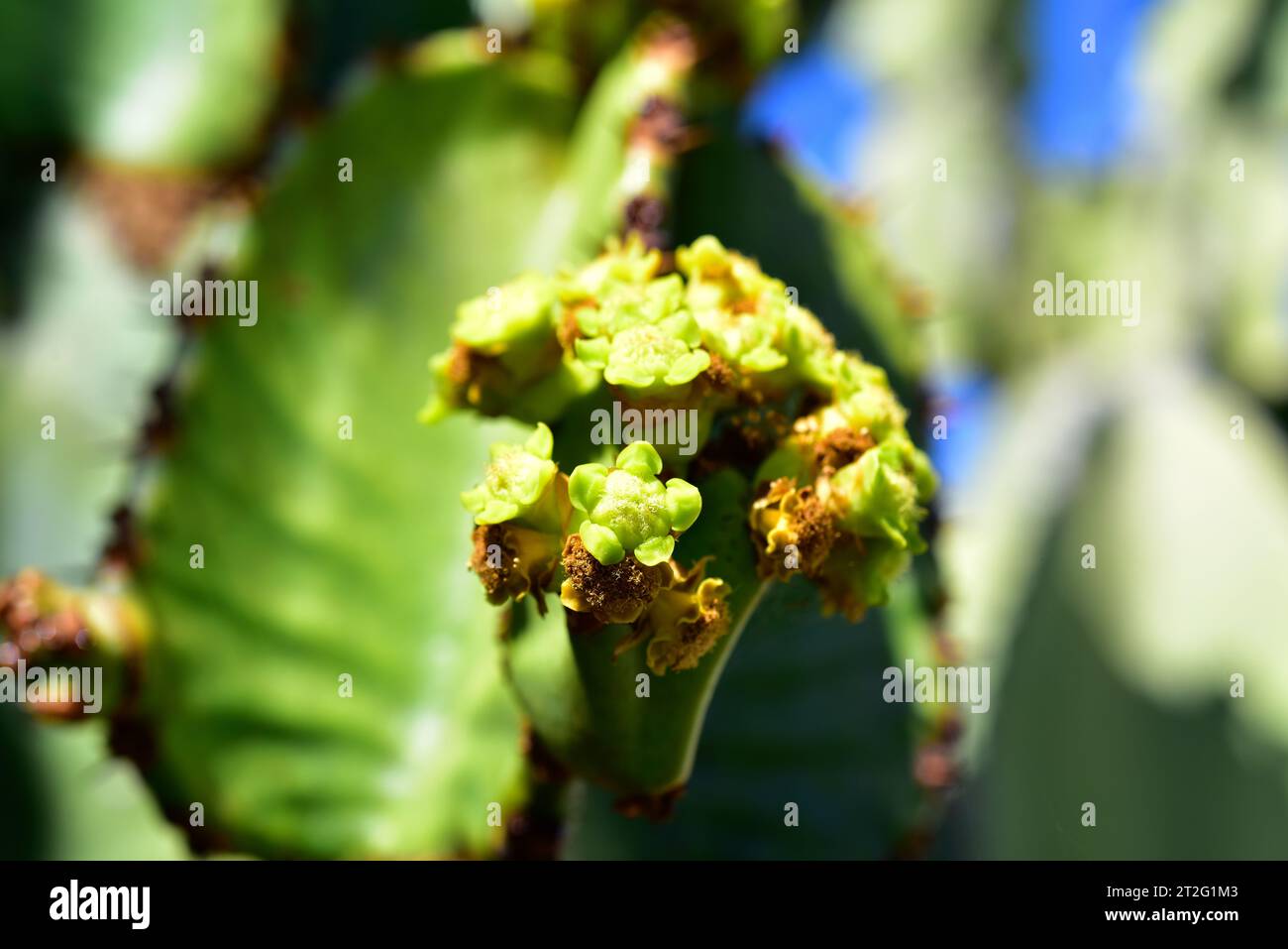 Euphorbia candelabrum hi-res stock photography and images - Alamy