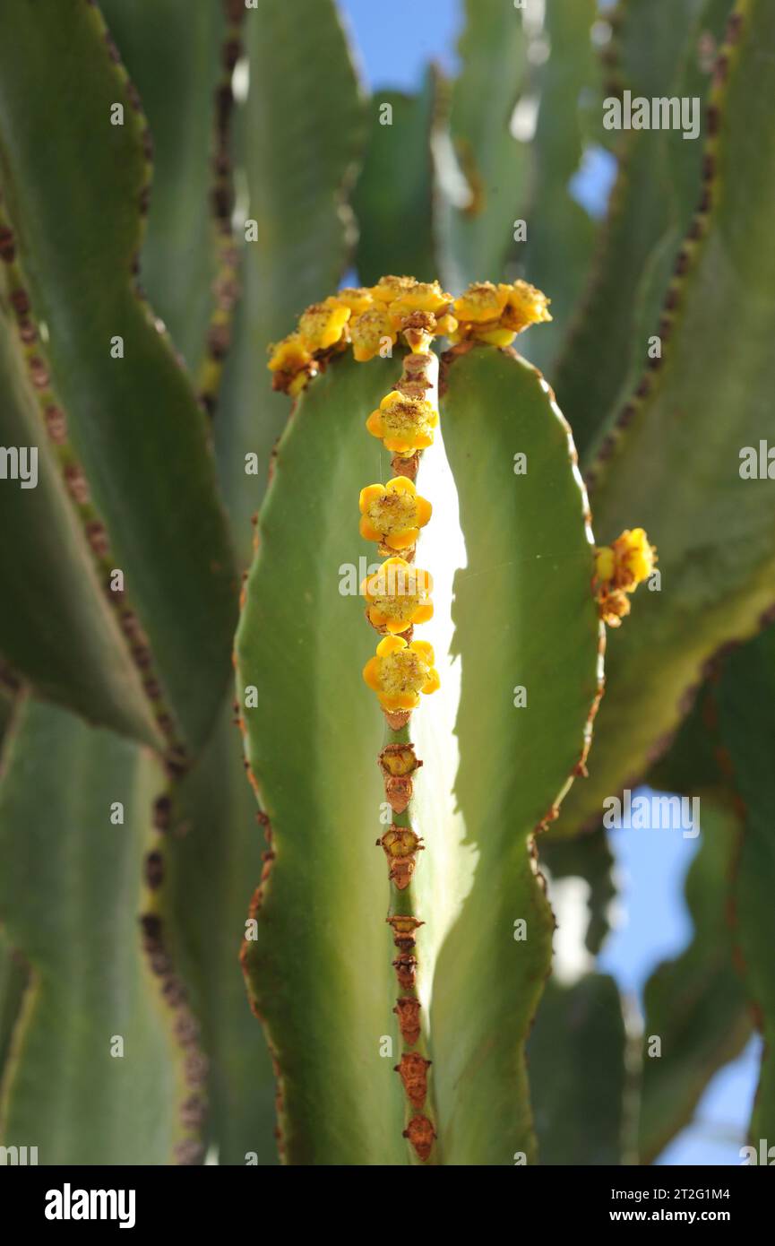 Candelabrum flowers hi-res stock photography and images - Alamy