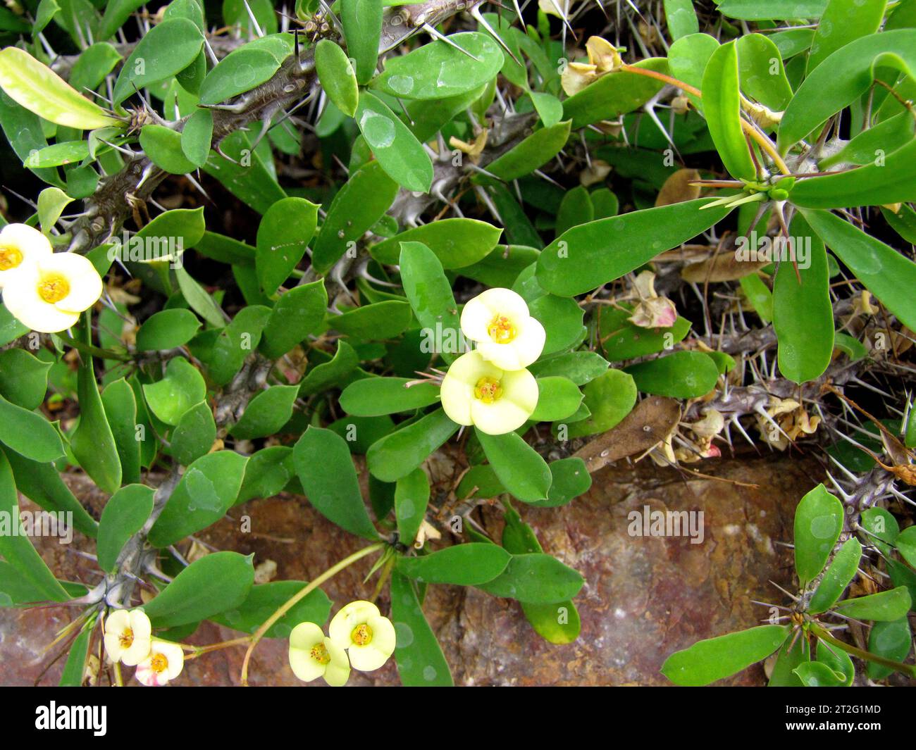 Euphorbia capuronii is a spiny shrub endemic from Madagascar. Flowers ...