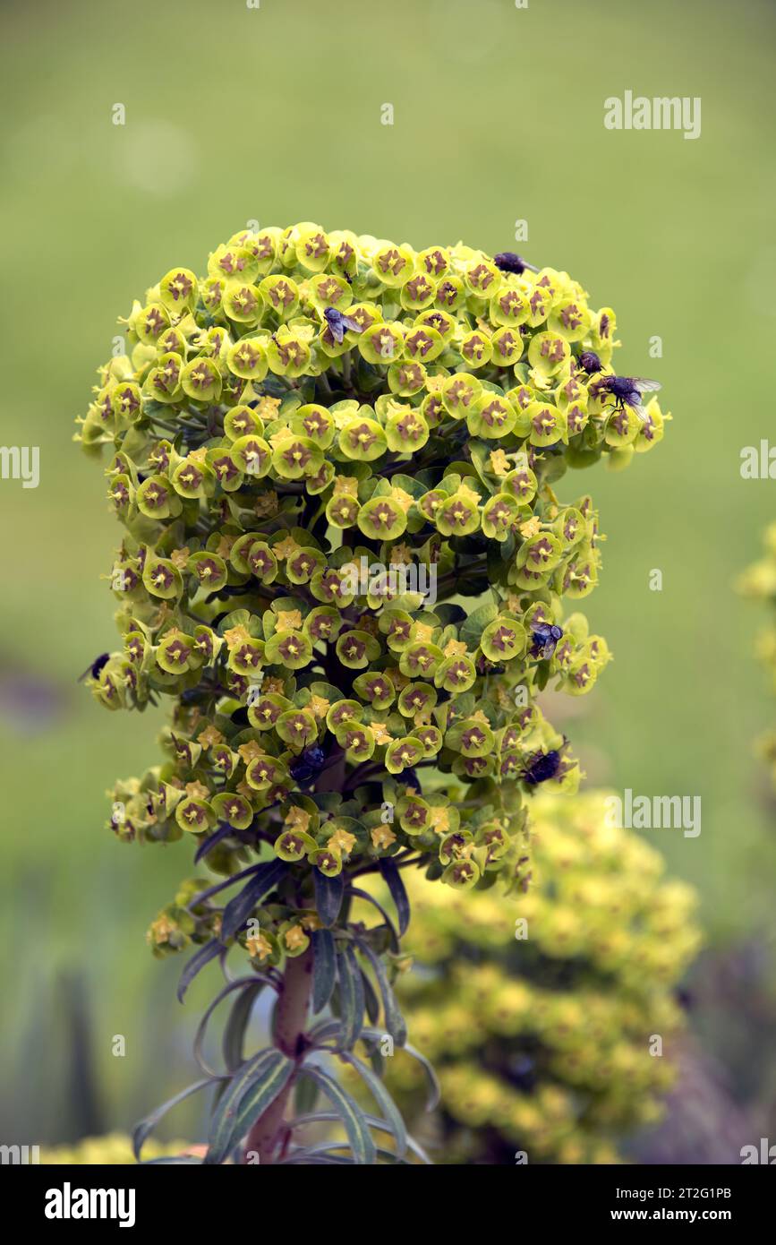 Mediterranean spurge (Euphorbia characias) is an evergreen shrub native ...