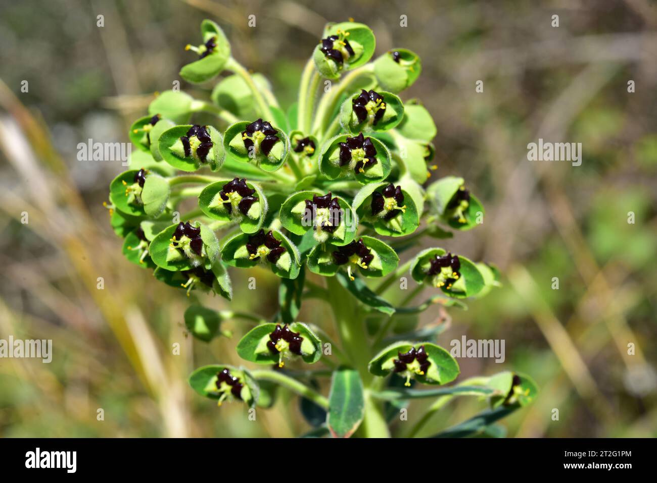 Mediterranean spurge (Euphorbia characias) is an evergreen shrub native ...