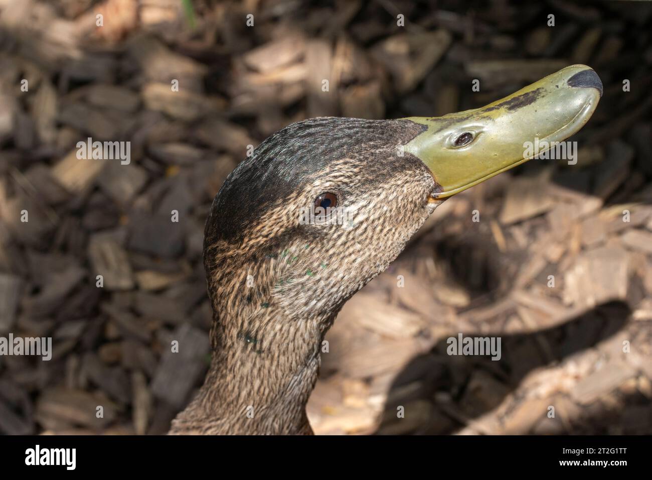 Profile of a female duck looking up Stock Photo - Alamy