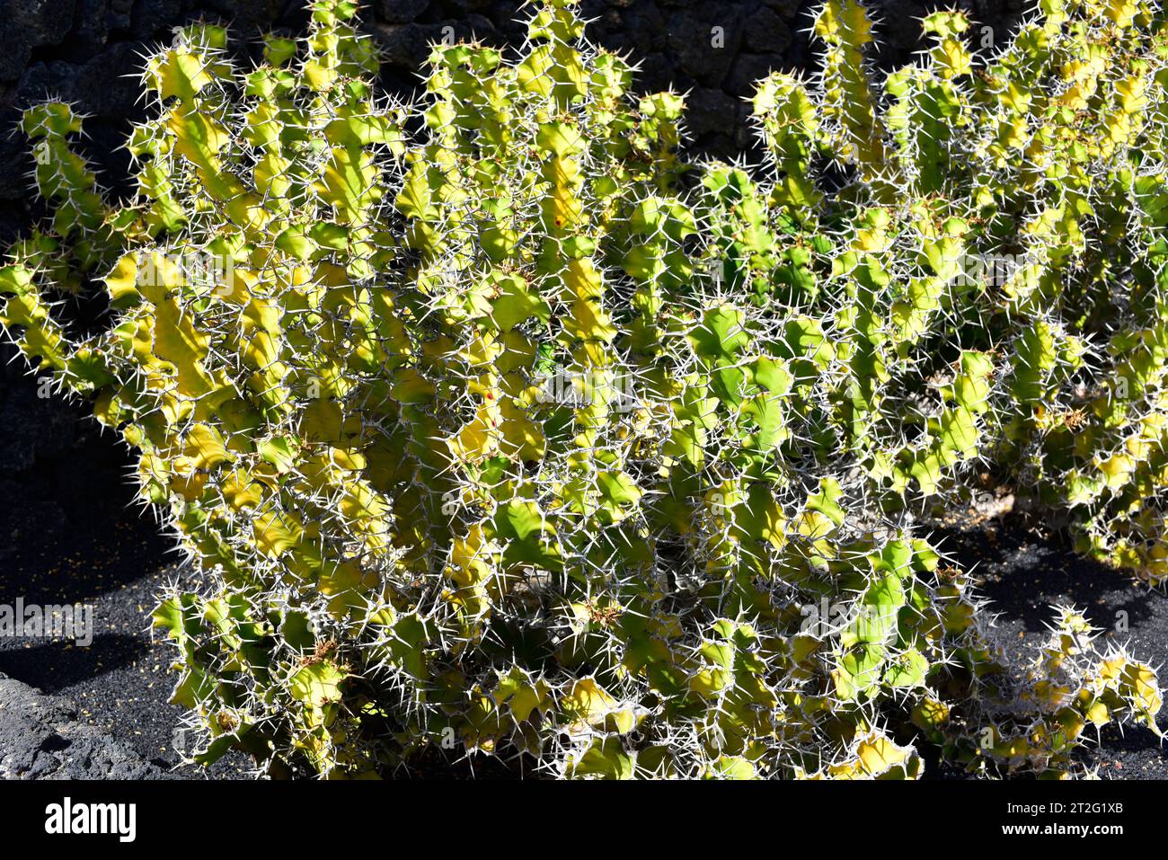 Cow's horn plant (Euphorbia grandicornis) is a succulent spiny shrub ...