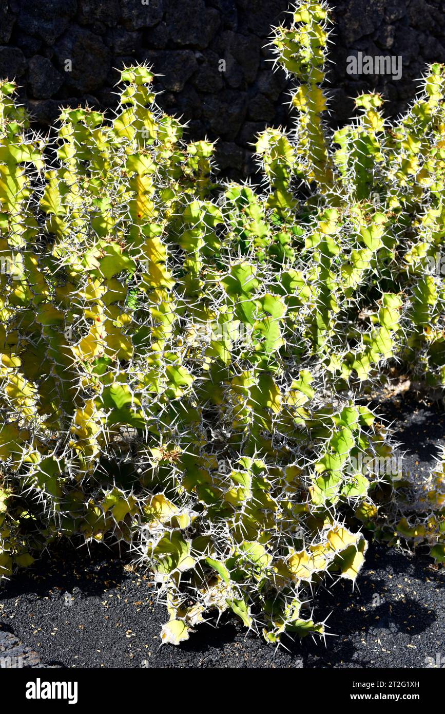 Cow's horn plant (Euphorbia grandicornis) is a succulent spiny shrub ...