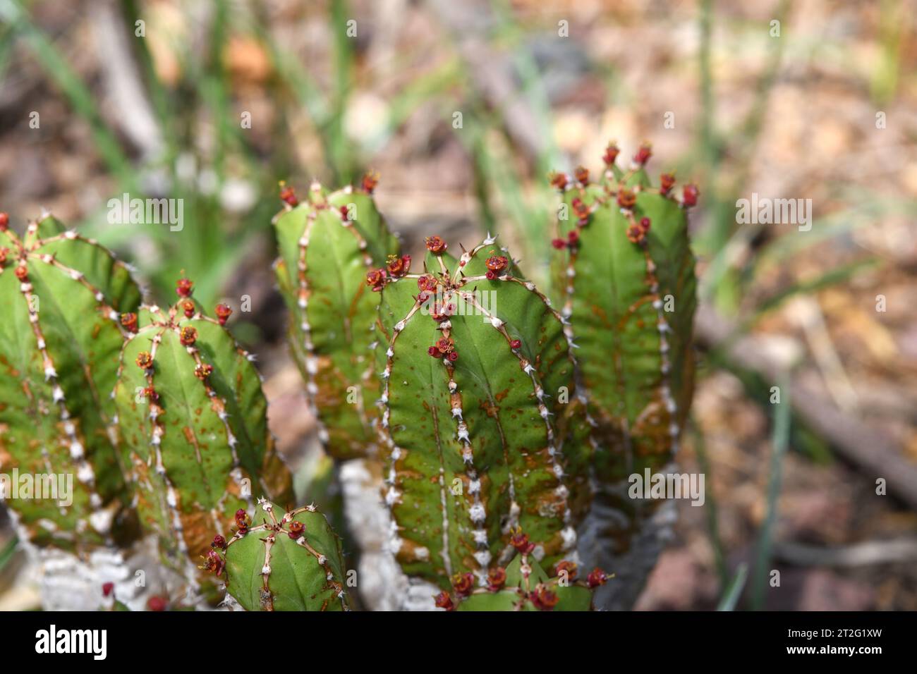 Cardón de Jandía (Euphorbia handiensis) is a succulent spiny shrub ...