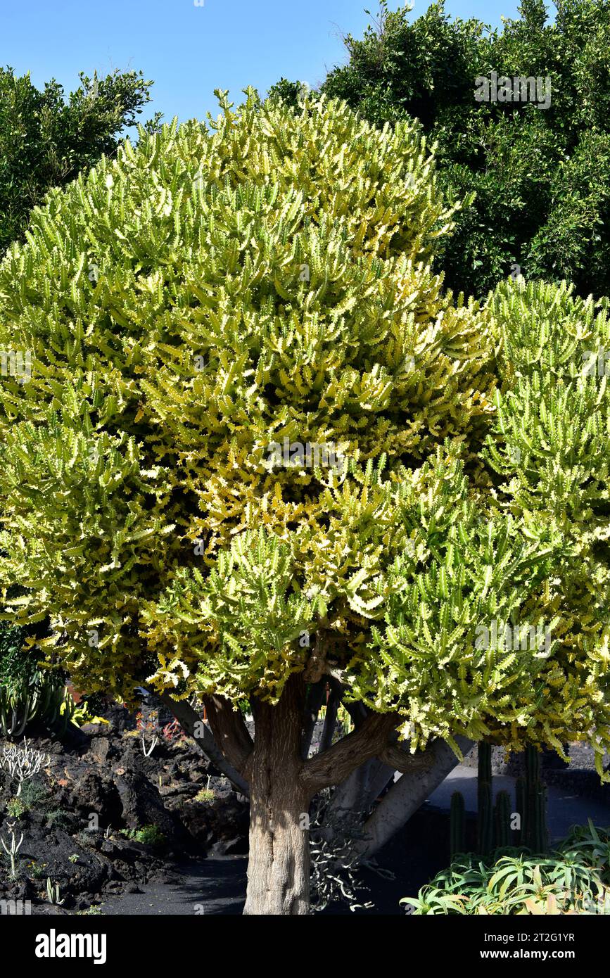 Latex plants hi-res stock photography and images - Alamy