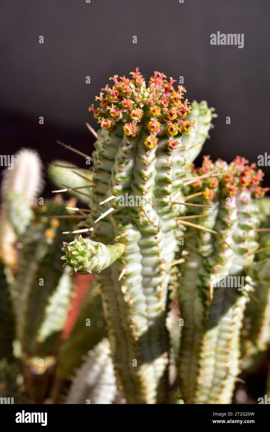 African corn hi-res stock photography and images - Alamy