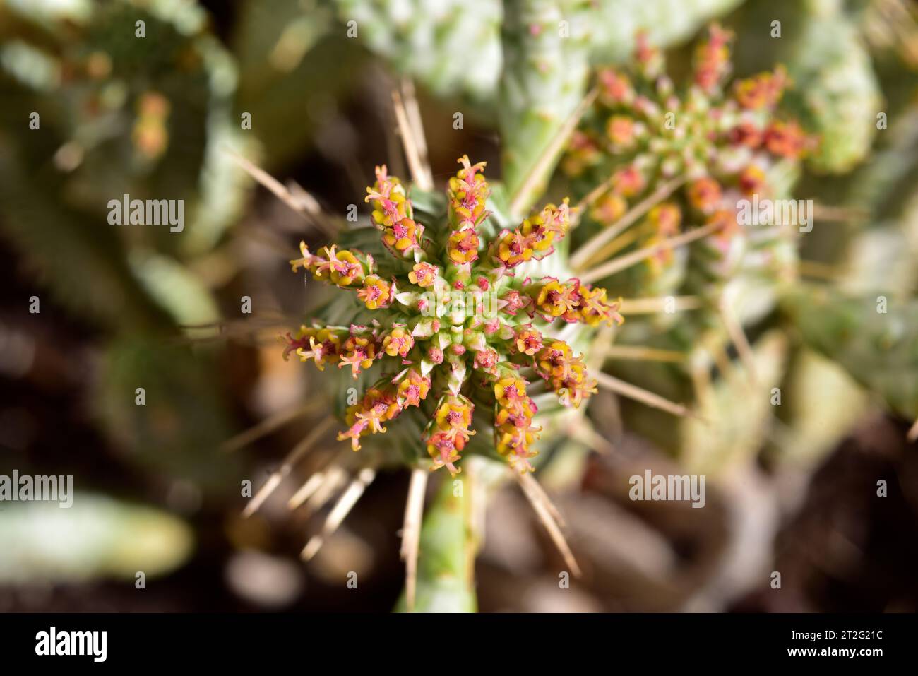 African corn-cob (Euphorbia mammillaris) is a succulent toxic shrub ...