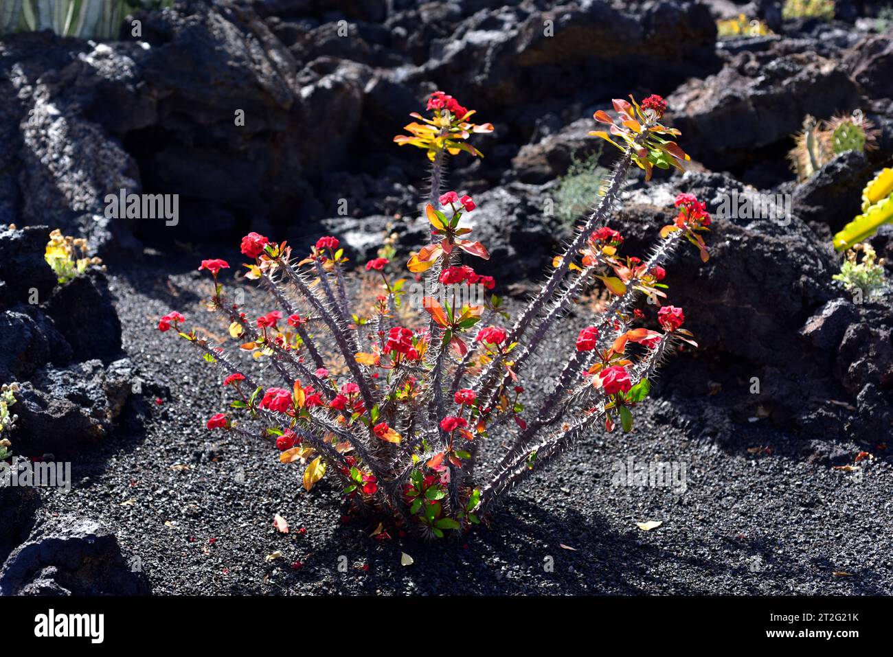 Crown of thorns or Christ thorn (Euphorbia milii) is a succulent shrub ...