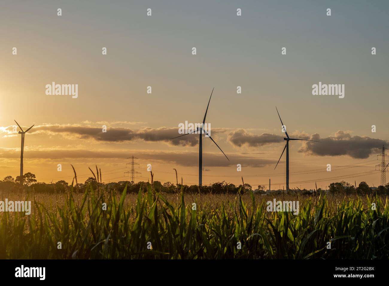 View over a corn field in summer with three wind turbines in the ...
