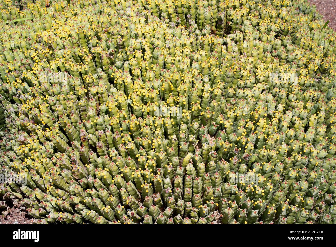 Resin spurge (Euphorbia resinifera) is a medicinal succulent shrub ...