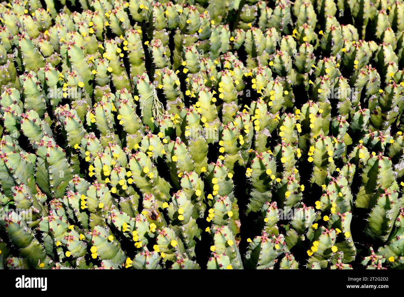 Resin spurge (Euphorbia resinifera) is a medicinal succulent shrub ...