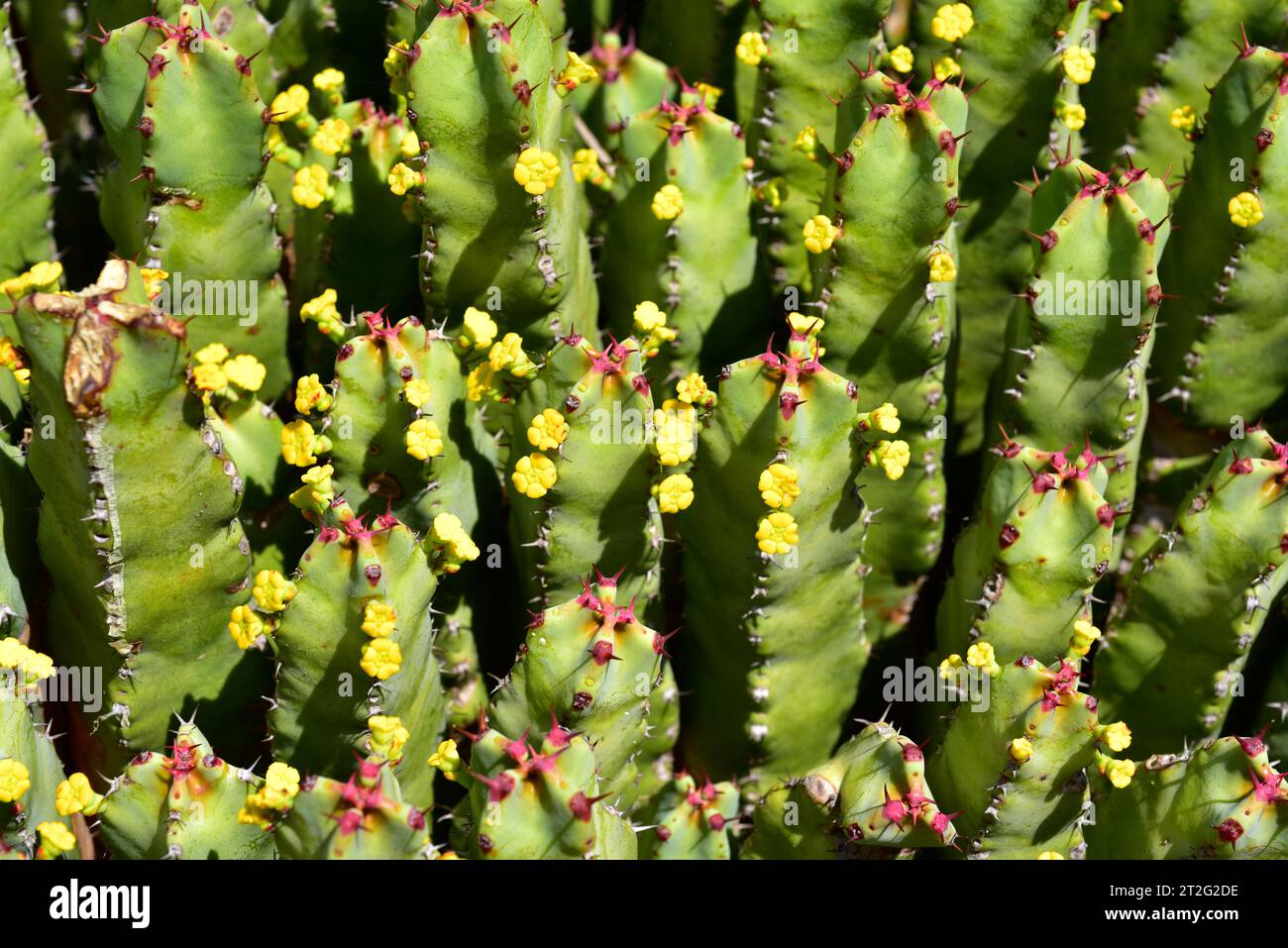 Resin spurge (Euphorbia resinifera) is a medicinal succulent shrub ...