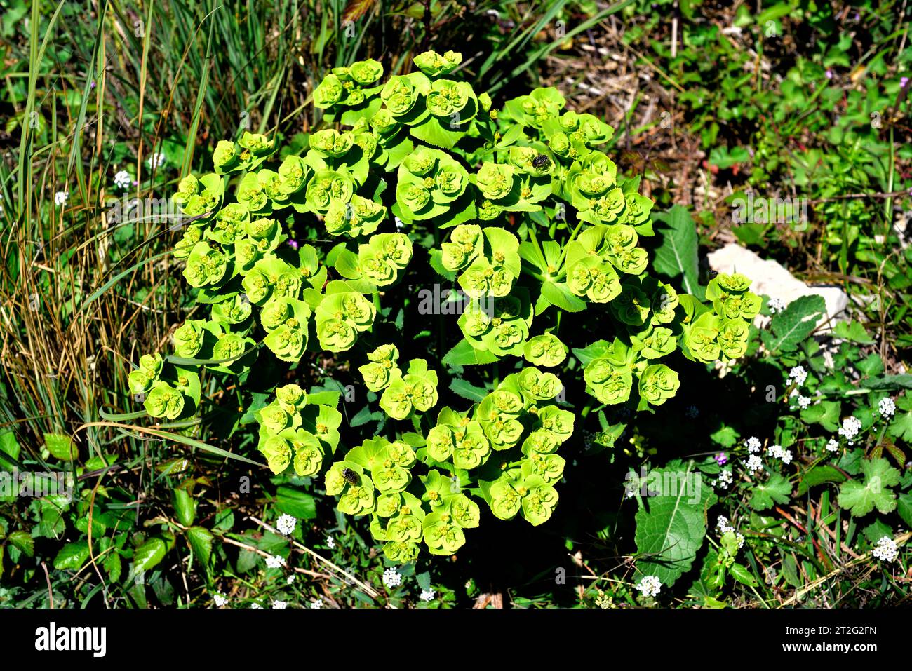 Serrated spurge (Euphorbia serrata) is a perennial herb native to ...