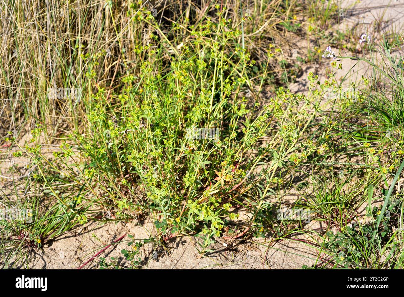 Geraldton carnation weed (Euphorbia terracina) is an annual herb native ...